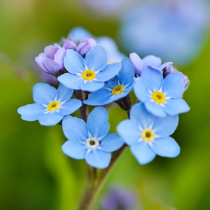 Blue Forget Me Not Flower