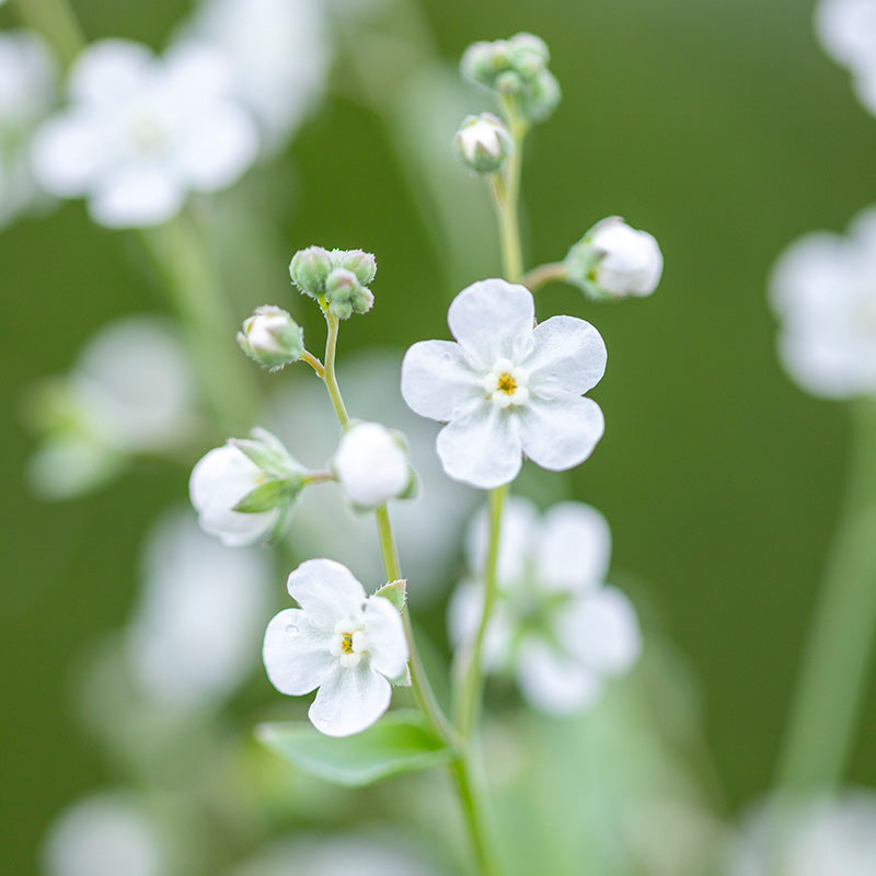 White Forget Me Not Flowers