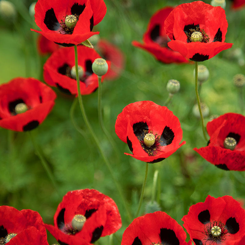 Papaver commutatum 'Ladybird' - Caucasian Scarlet Poppy Seeds – Stocks ...