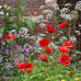 Papaver rhoeas - Common Poppy Seeds – Stocks & Green