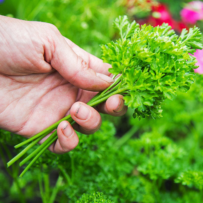 Parsley – Moss Curled Seeds – Stocks & Green