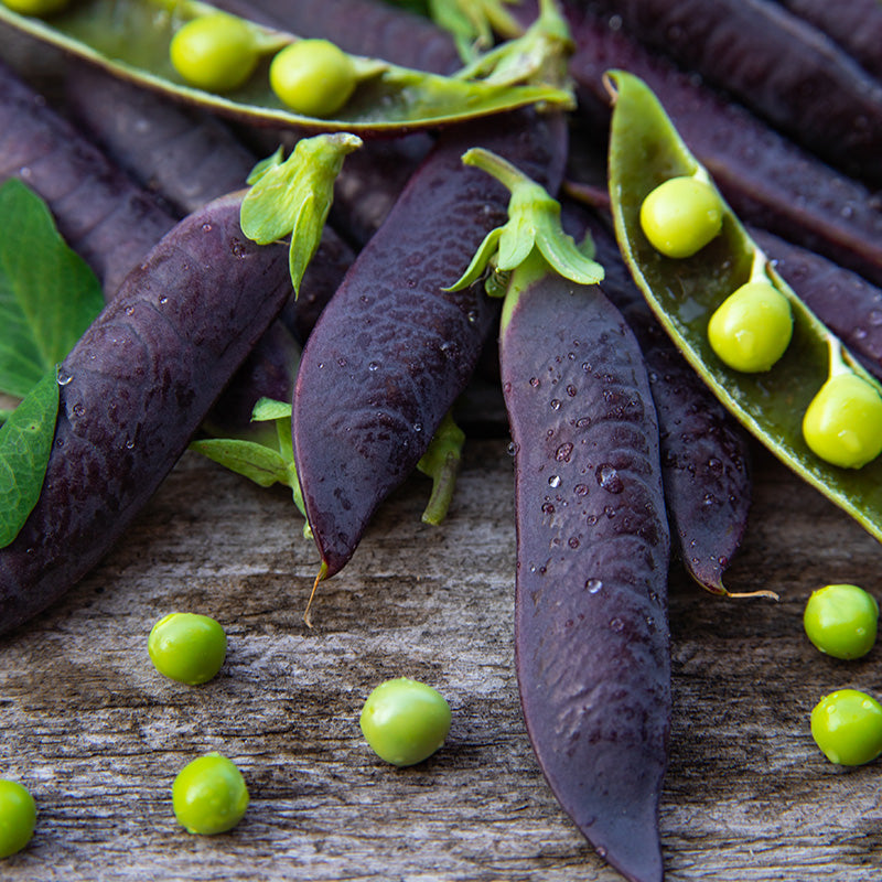 Pea 'Purple Podded' Seeds – Stocks & Green