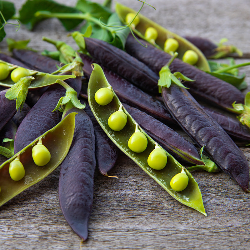Pea 'Purple Podded' Seeds – Stocks & Green