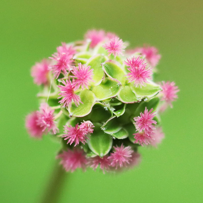 Poterium sanguisorba - Salad Burnet Seeds – Stocks & Green