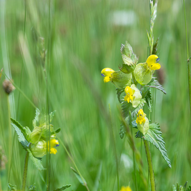 Rhinanthus minor - Yellow Rattle Seeds – Stocks & Green