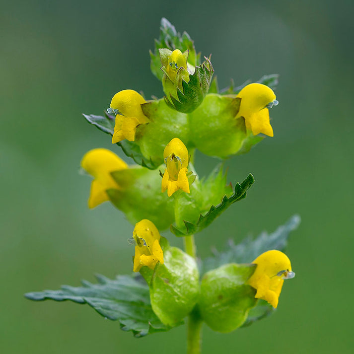 Rhinanthus minor - Yellow Rattle Seeds – Stocks & Green
