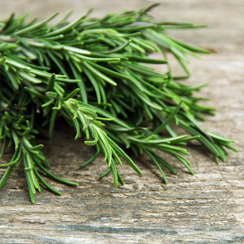 Rosemary Seeds – Stocks & Green
