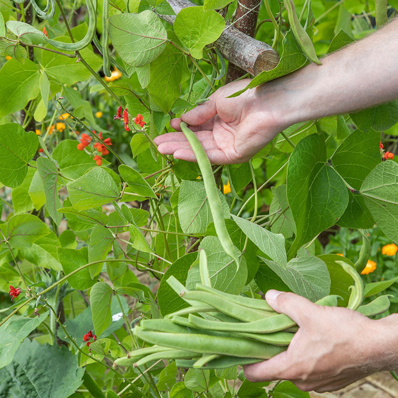 Runner Bean 'Polestar' Seeds – Stocks & Green