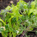 Salad Leaf - Oriental Mix - Seeds – Stocks & Green