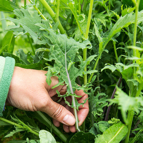 Salad Leaf - Oriental Mix - Seeds – Stocks & Green
