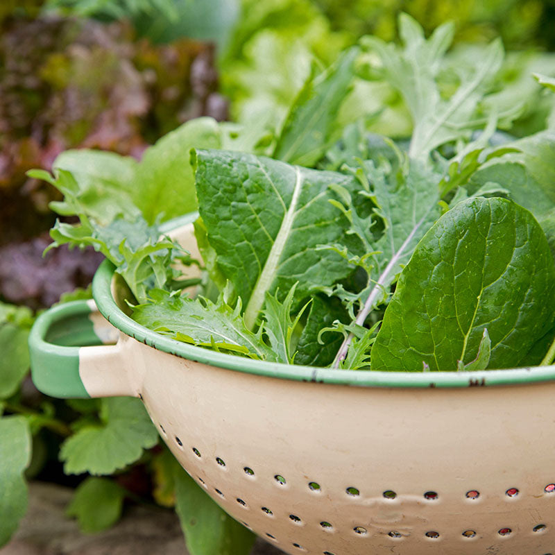 Salad Leaf - Oriental Mix - Seeds – Stocks & Green
