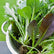 Salad Leaf - Oriental Mix - Seeds – Stocks & Green