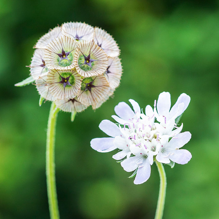 Scabiosa stellata PingPong - Drumstick Scabious Seeds – Stocks & Green