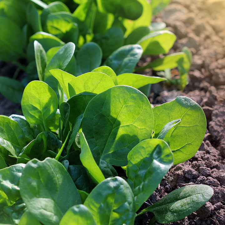 Beetroot 'Detroit' Seeds – Stocks & Green