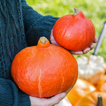 Squash 'Uchiki Kuri' Seeds – Stocks & Green