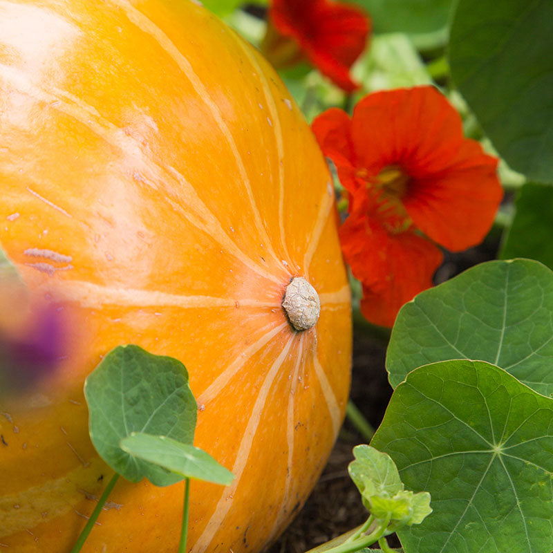 Squash 'Uchiki Kuri' Seeds – Stocks & Green