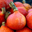 Squash 'Uchiki Kuri' Seeds – Stocks & Green
