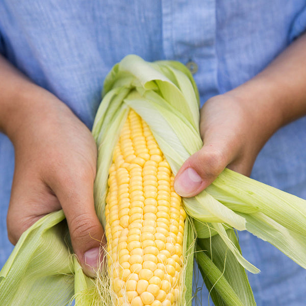 Sweetcorn 'Early Bird' Seeds – Stocks & Green