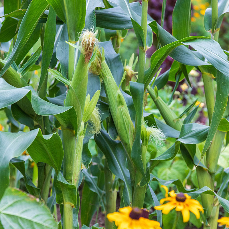 Sweetcorn 'Early Bird' Seeds – Stocks & Green