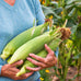 Sweetcorn 'Early Bird' Seeds – Stocks & Green