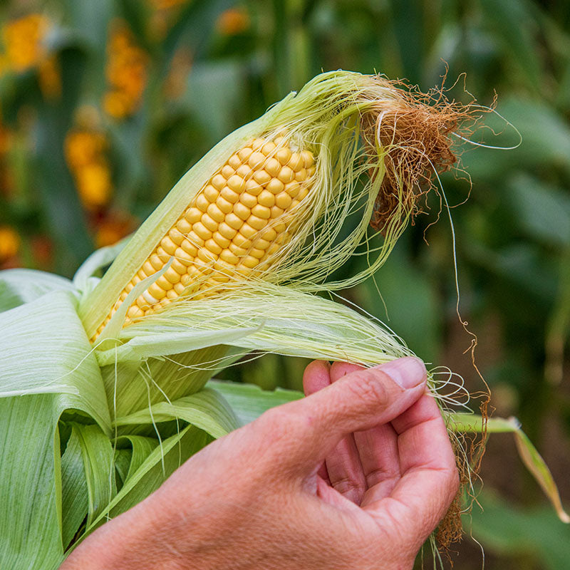 Sweetcorn 'Early Bird' Seeds – Stocks & Green
