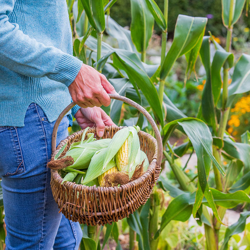 Sweetcorn 'Early Bird' Seeds – Stocks & Green