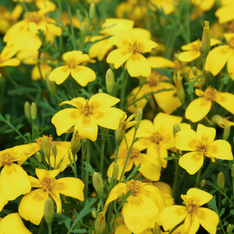 Tagetes 'Lemon Gem' - African Marigold Seeds – Stocks & Green