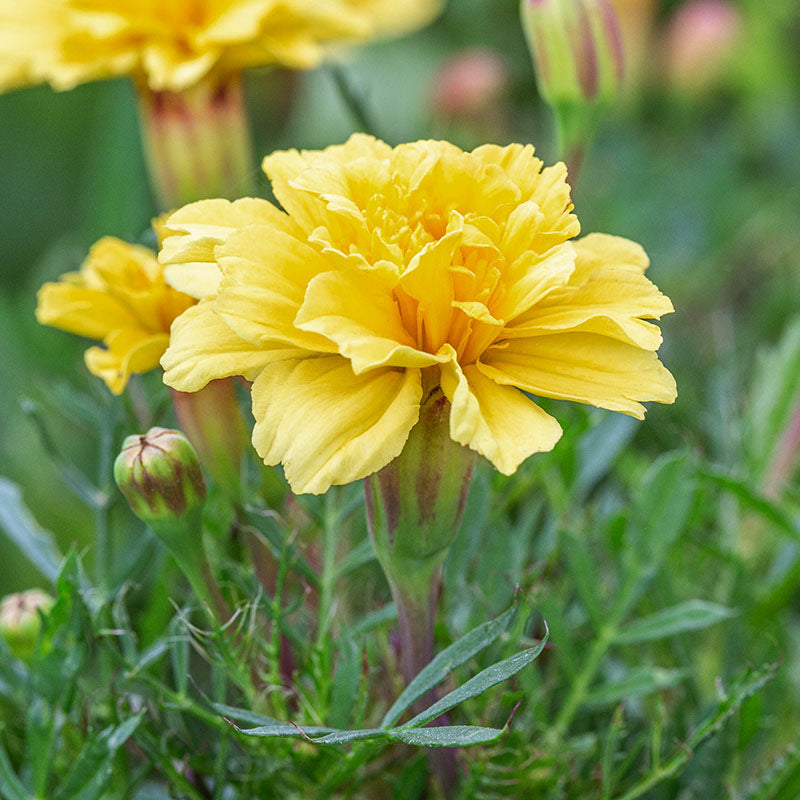 French Marigold Seedling French Marigold Seeds Orange Flame | Flower
