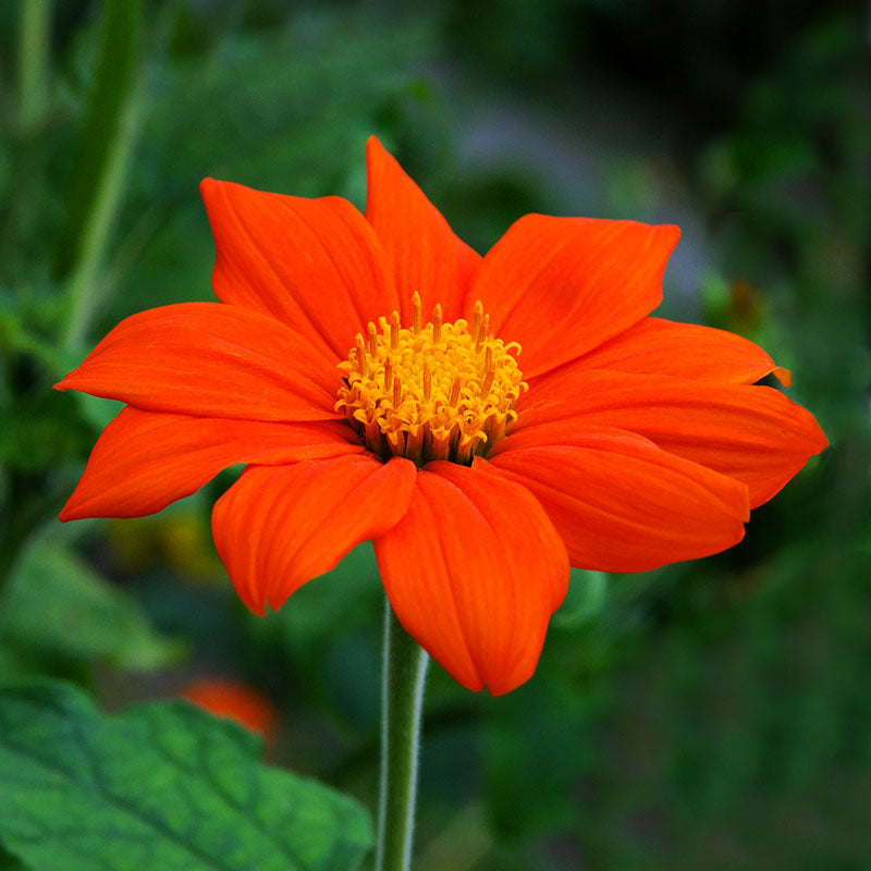 Tithonia 'Torch' - Mexican Sunflower Seeds – Stocks & Green