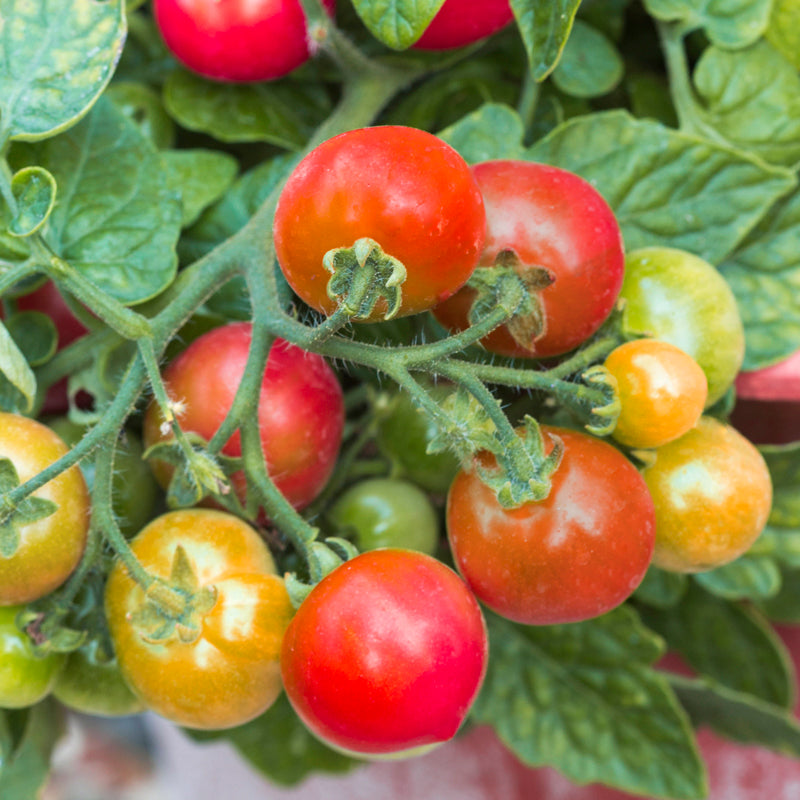 Tomato 'Tumbling Tom' - Bush Cherry Tomato Seeds – Stocks & Green