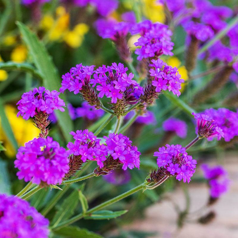 Verbena rigida 'Santos' - Slender Vervain Seeds – Stocks & Green